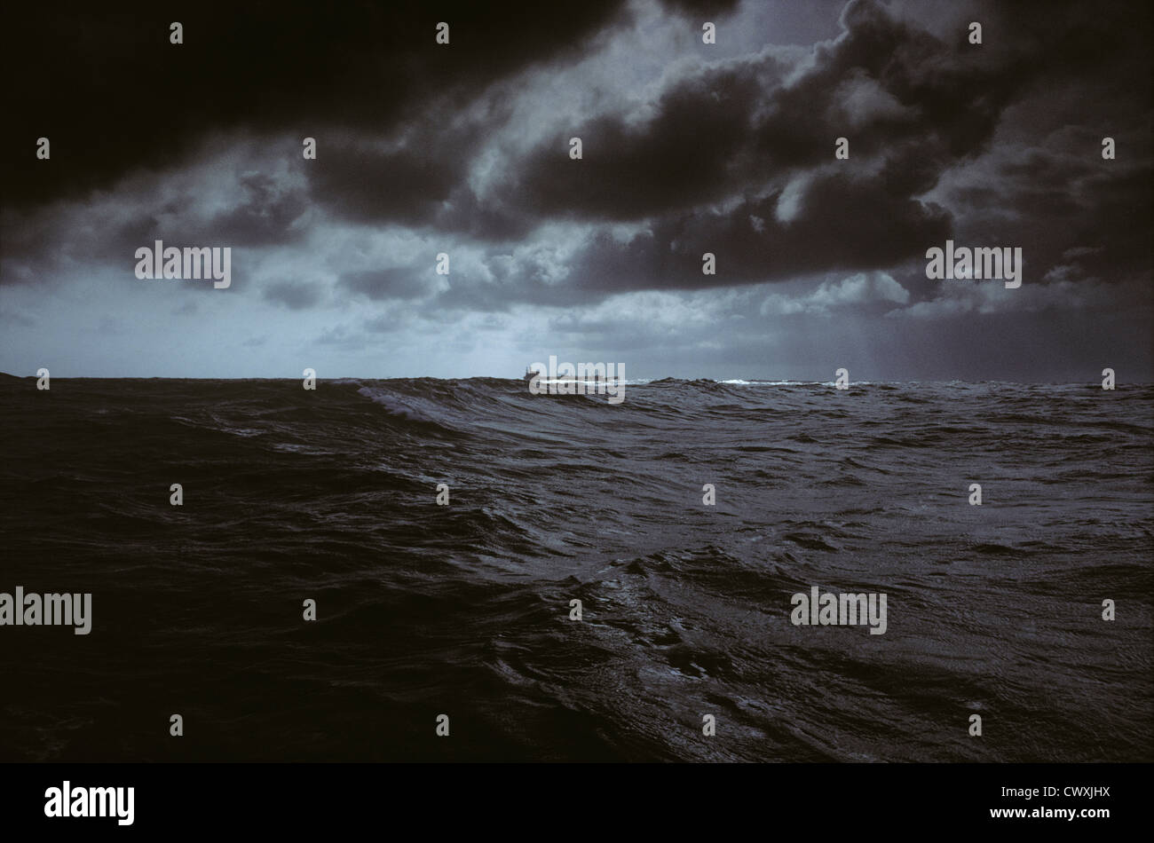 Fulmar oil hi-res stock photography and images - Alamy