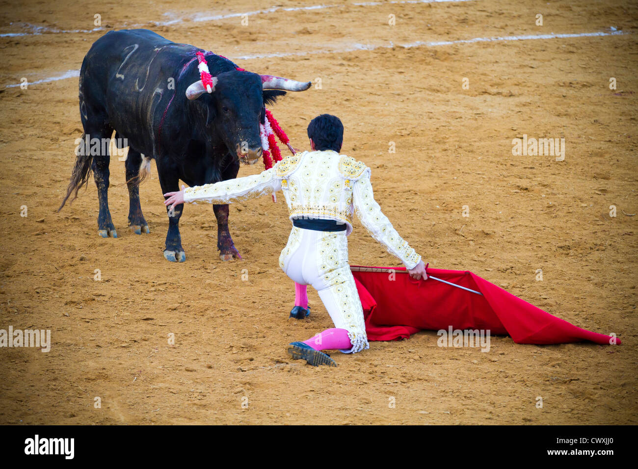 Fighting bull picture from Spain. Corrida de Toros Stock Photo - Alamy