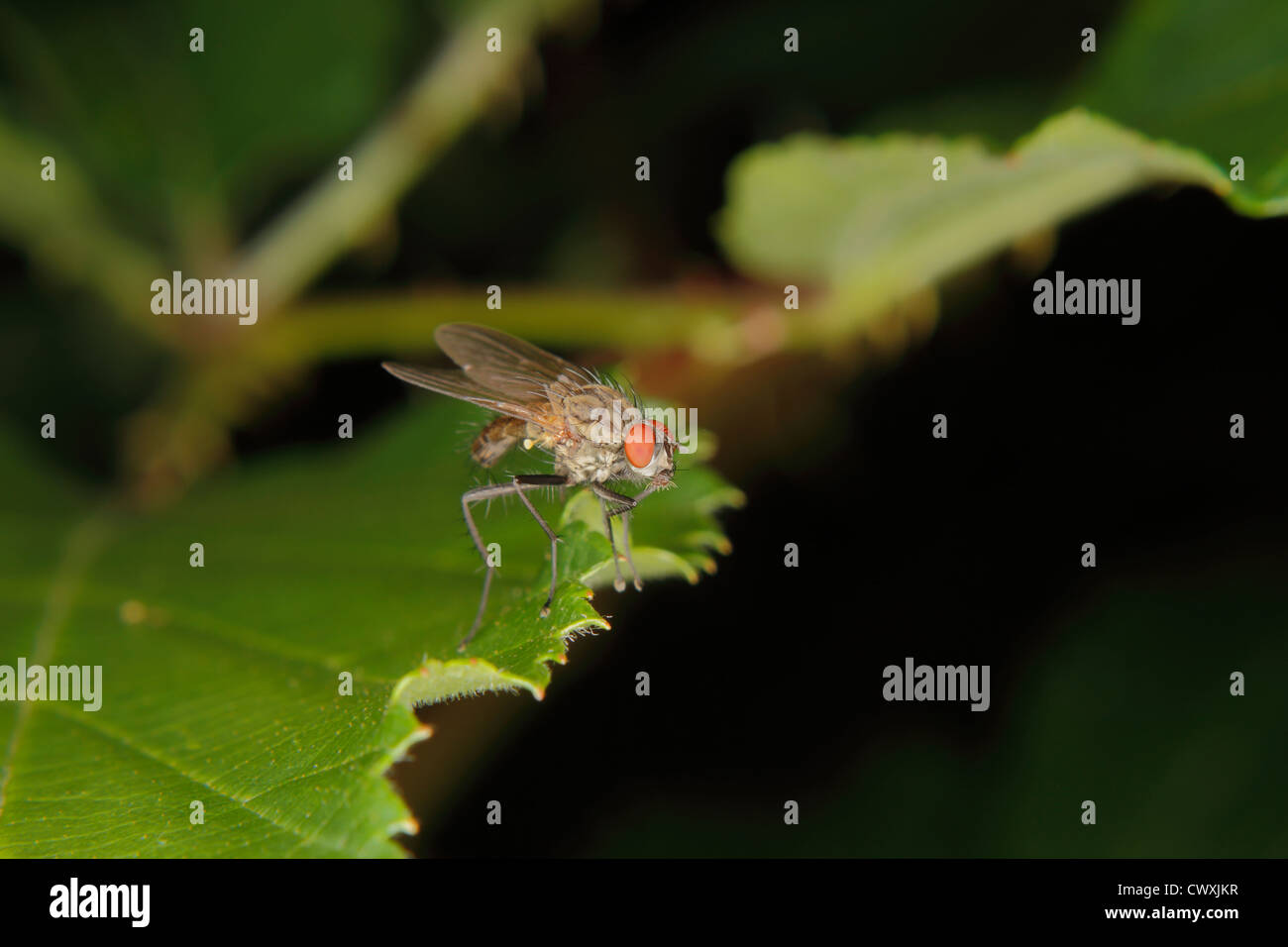 Calliphora wings hi-res stock photography and images - Alamy