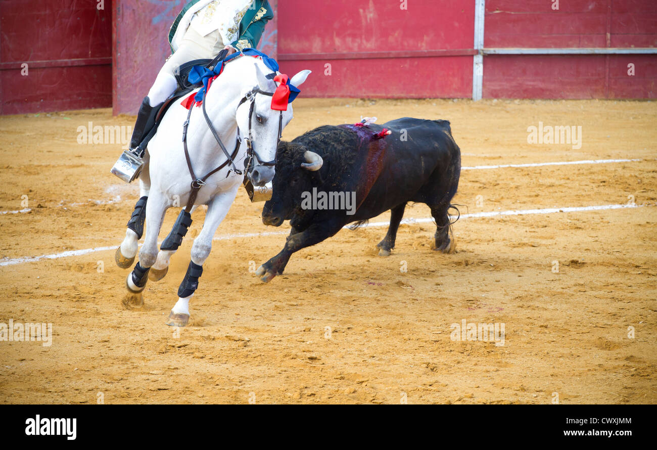 Fighting bull picture from Spain. Corrida de Toros Stock Photo - Alamy