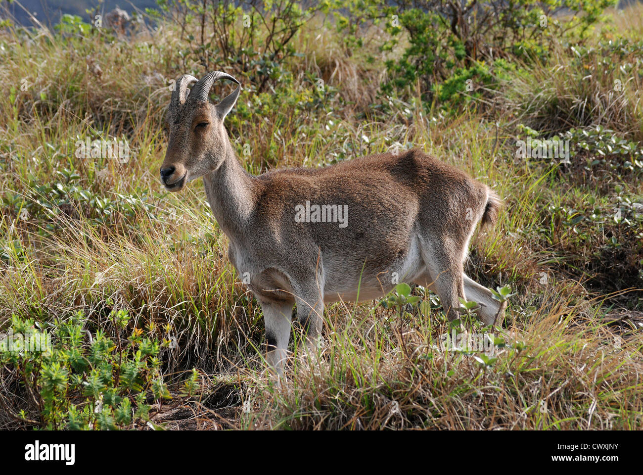 nilgiri tahr; an endangered species of goat at eravikulam national park ...