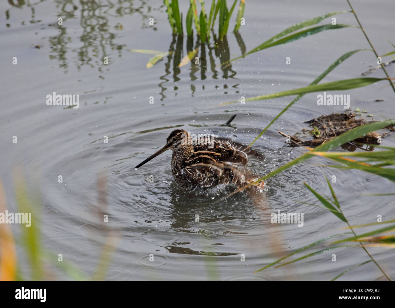 Snipe washing hi-res stock photography and images - Alamy