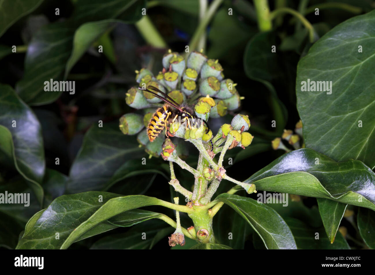 8045. Wasp on Ivy flowers, Kent, UK Stock Photo - Alamy