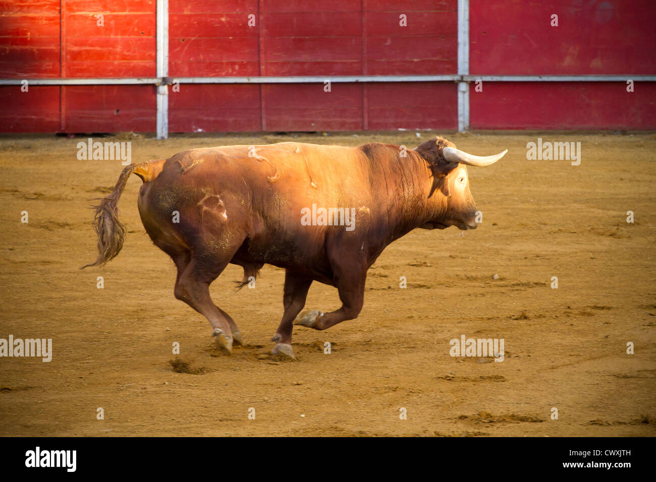 Fighting bull picture from Spain. Corrida de Toros Stock Photo - Alamy