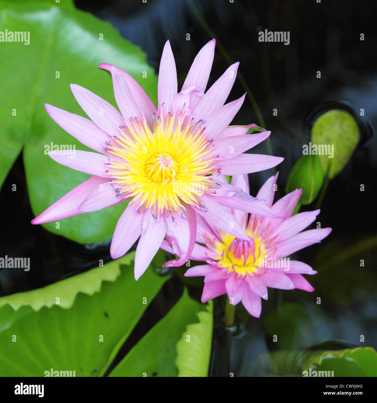 Two beautiful pink waterlily hi-res stock photography and images - Alamy
