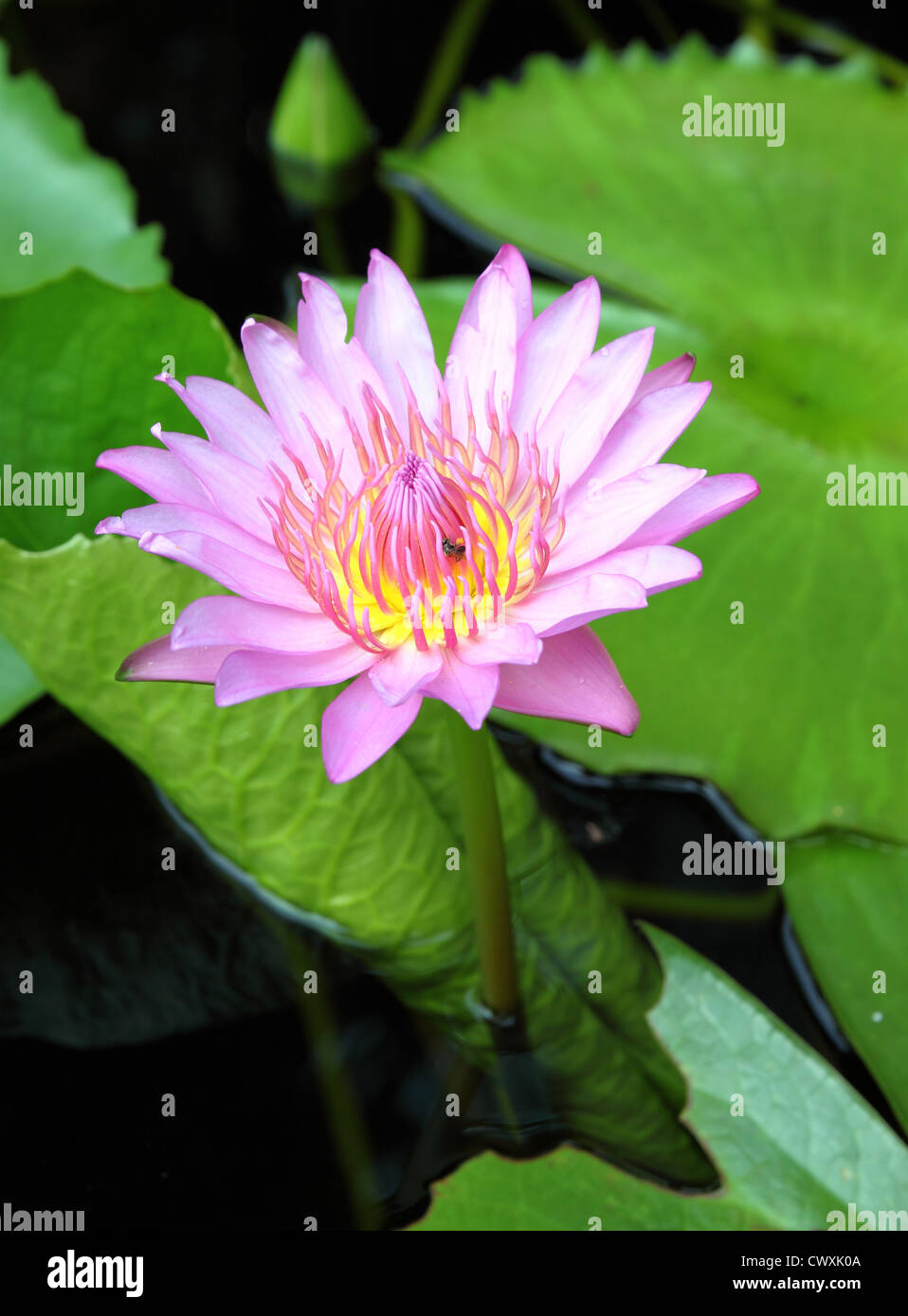 blooming pink lotus with insect Stock Photo - Alamy