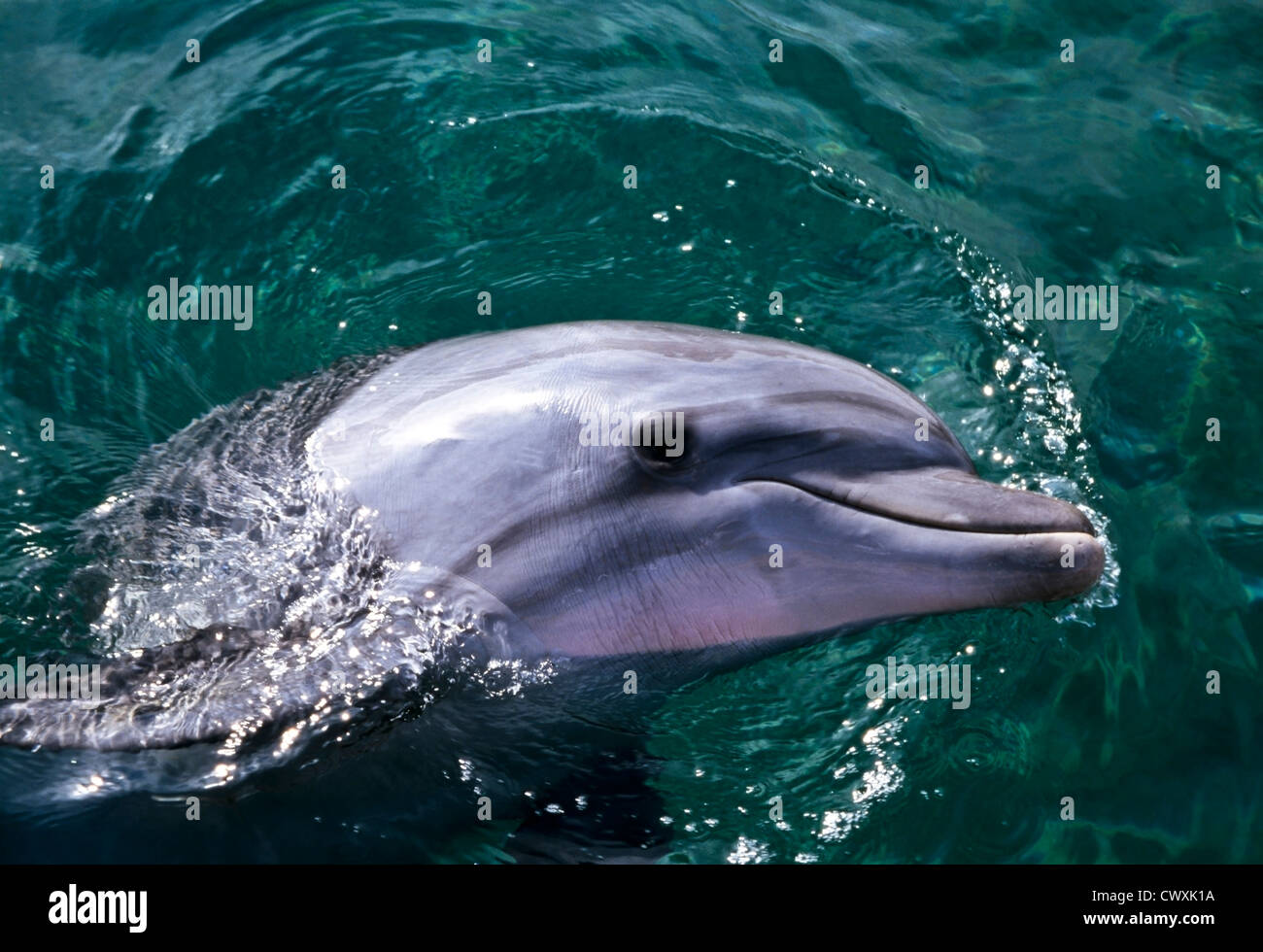Red Sea Dolphin High Resolution Stock Photography and Images - Alamy