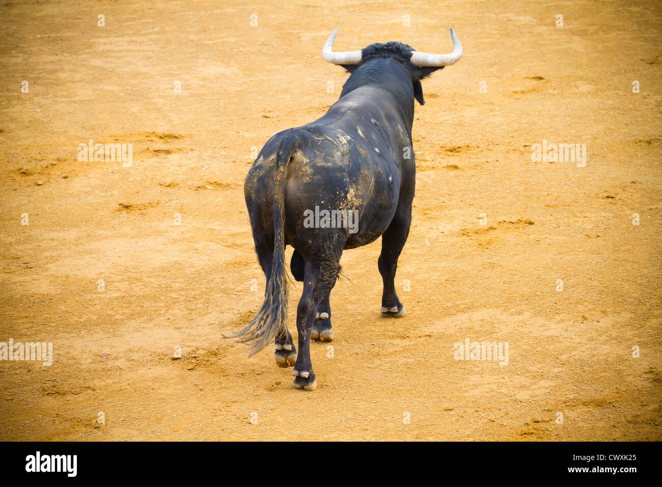 Fighting bull picture from Spain. Corrida de Toros Stock Photo - Alamy
