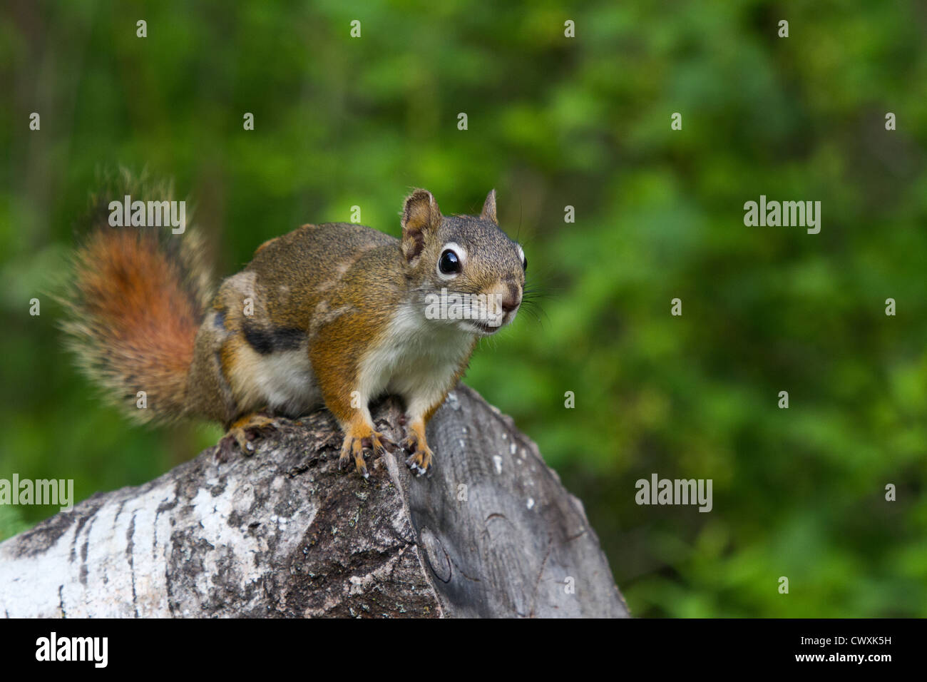 Wisconsin red squirrel hi-res stock photography and images - Alamy