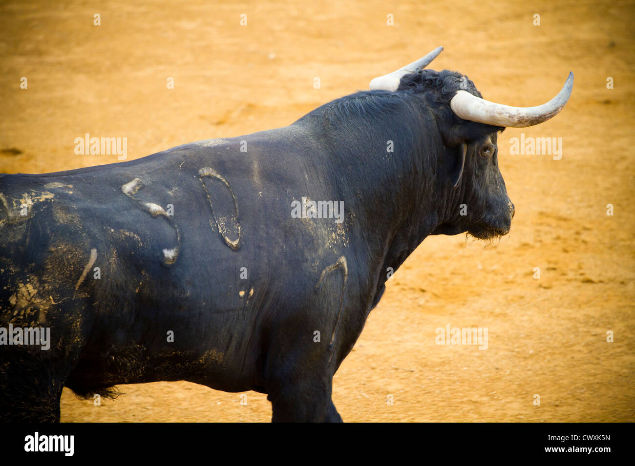Fighting bull picture from Spain. Corrida de Toros Stock Photo - Alamy