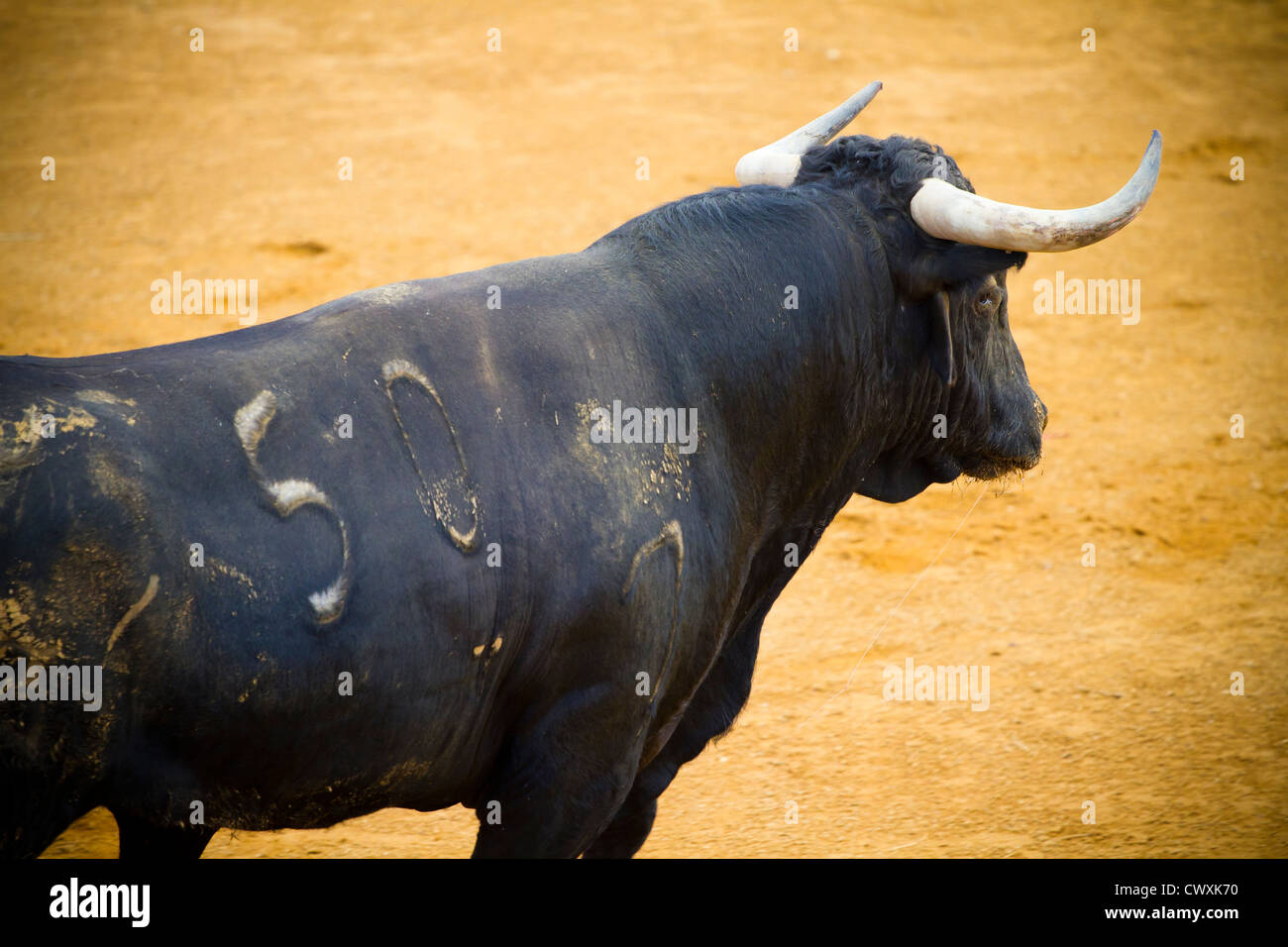 Fighting bull picture from Spain. Corrida de Toros Stock Photo - Alamy