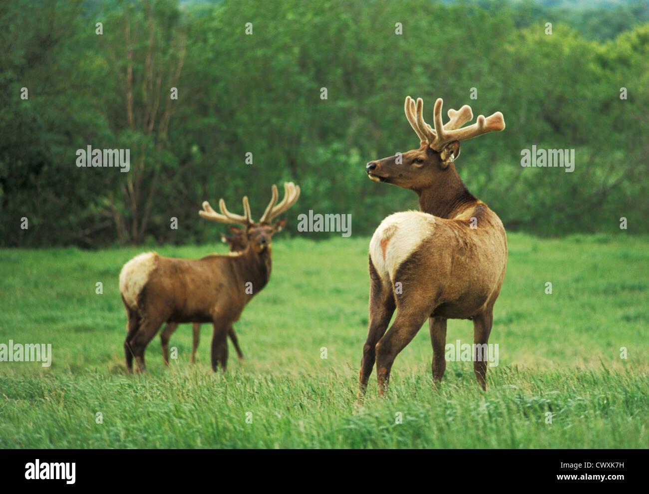 Elk velvet hi-res stock photography and images - Alamy