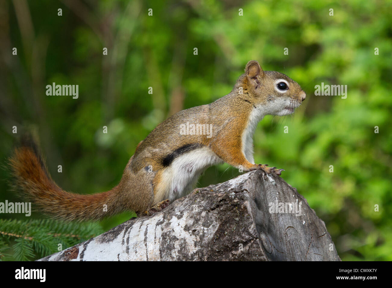 Wisconsin red squirrel hi-res stock photography and images - Alamy