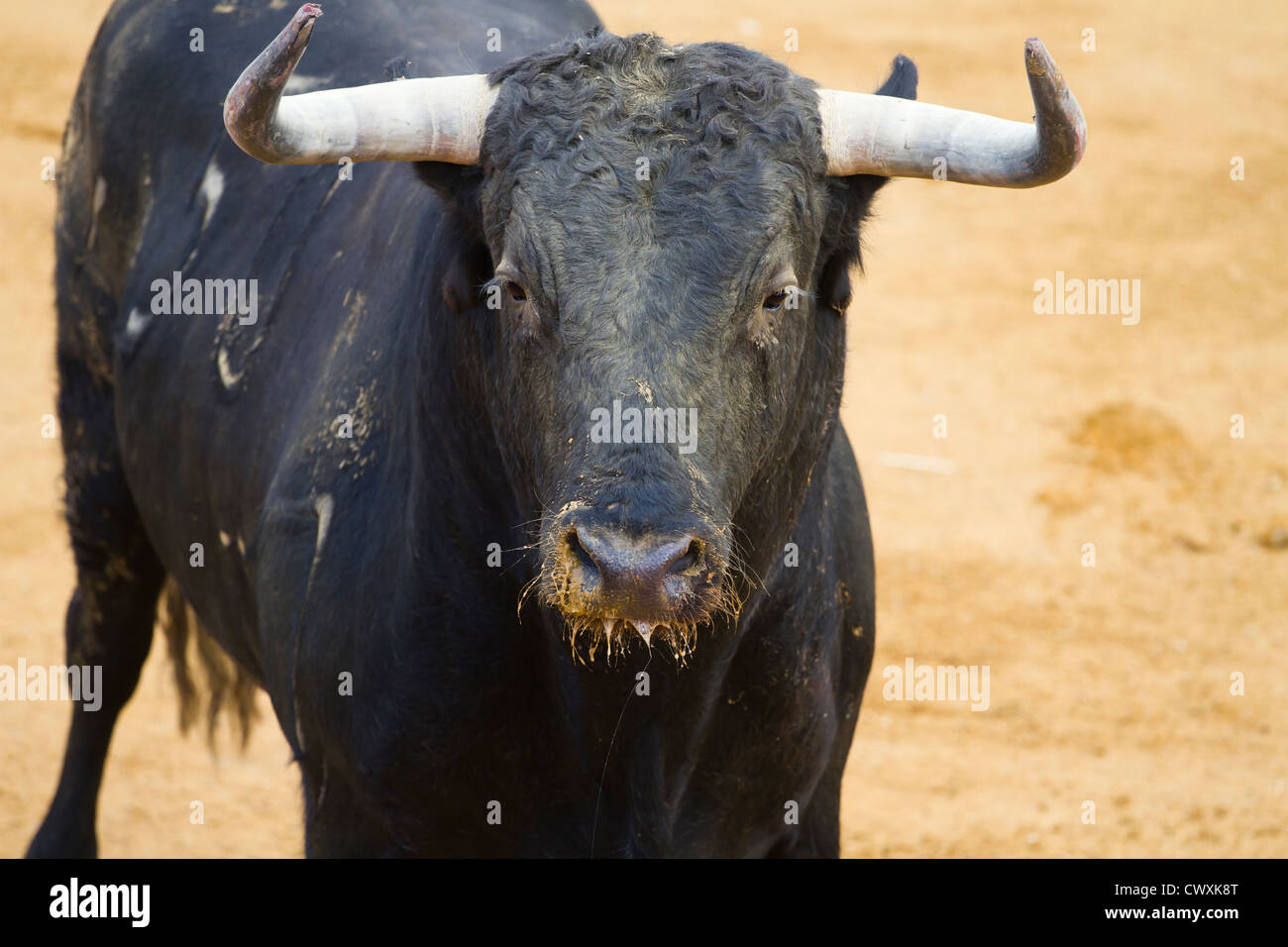 Fighting bull picture from Spain. Corrida de Toros Stock Photo - Alamy
