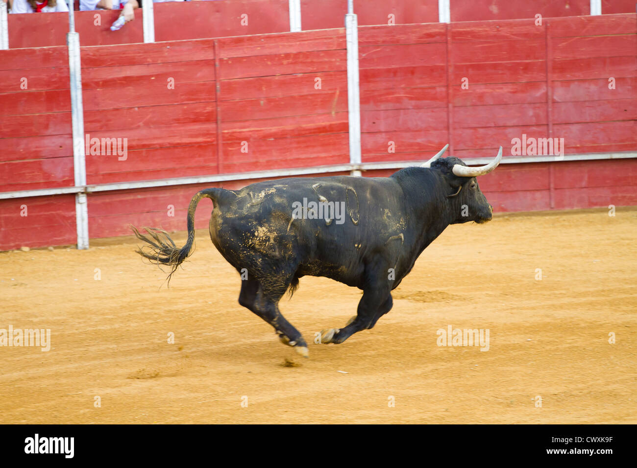 Fighting bull picture from Spain. Corrida de Toros Stock Photo - Alamy