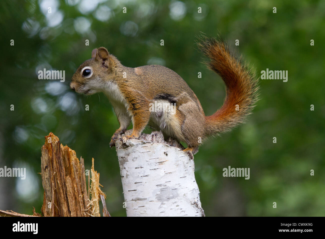 Wisconsin red squirrel hi-res stock photography and images - Alamy