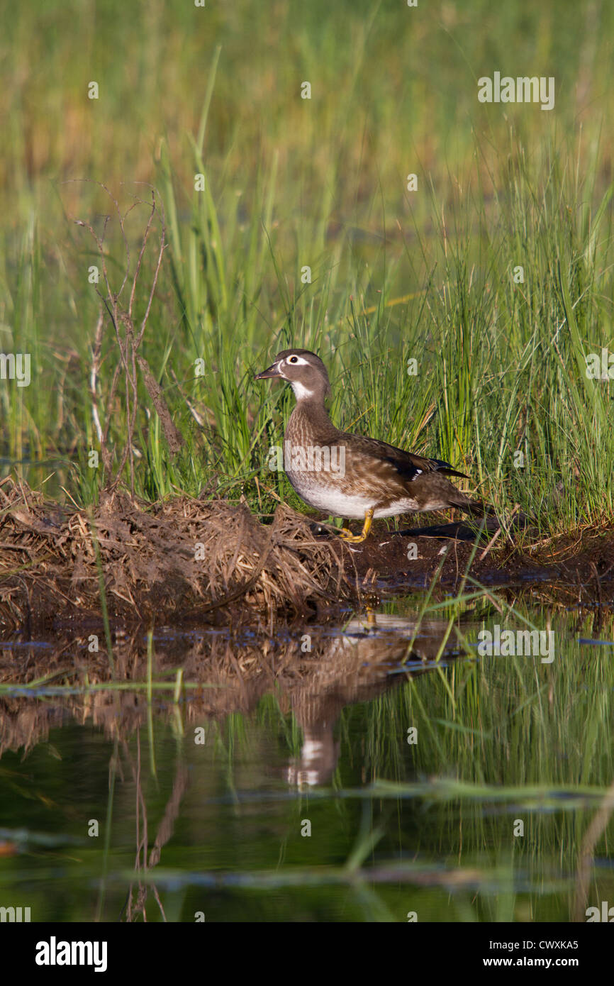 Hen wood duck hi-res stock photography and images - Alamy