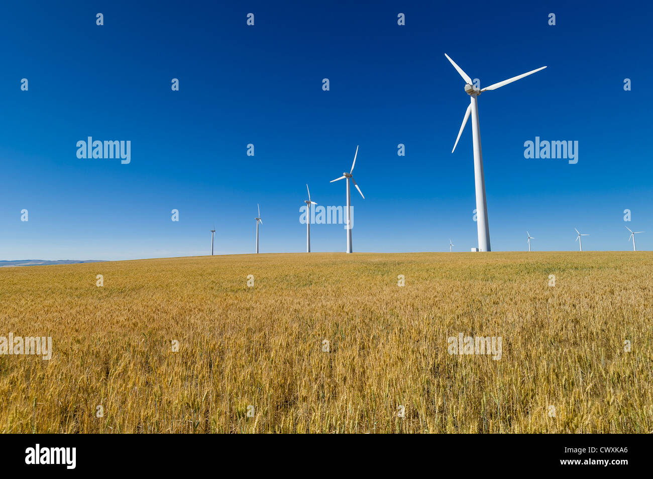 Electricity-generating wind turbines in wheat field near Condon, Oregon ...