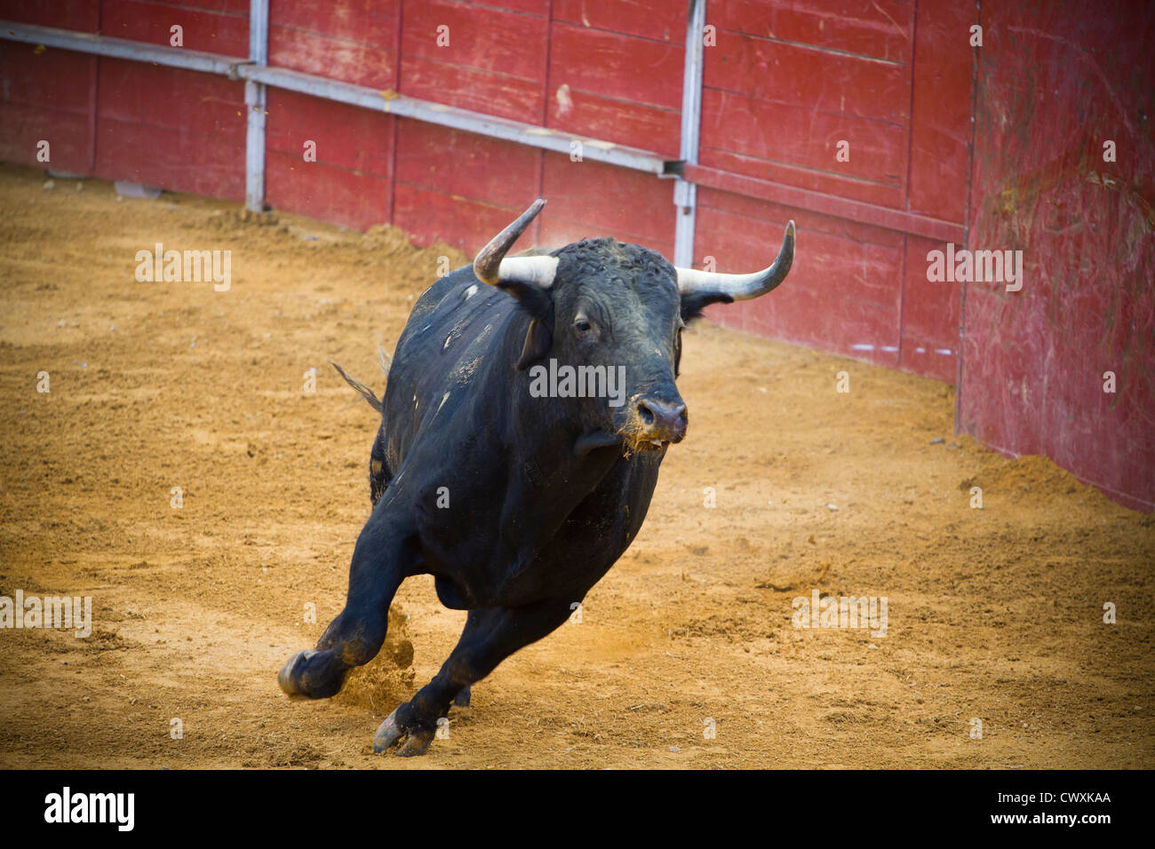 Fighting bull picture from Spain. Corrida de Toros Stock Photo - Alamy