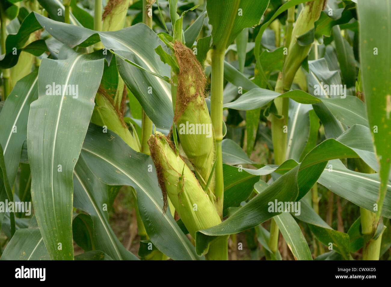 green corn in thailand Stock Photo - Alamy