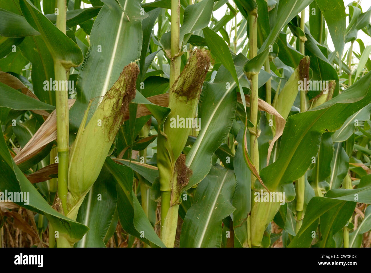 green corn in thailand Stock Photo - Alamy