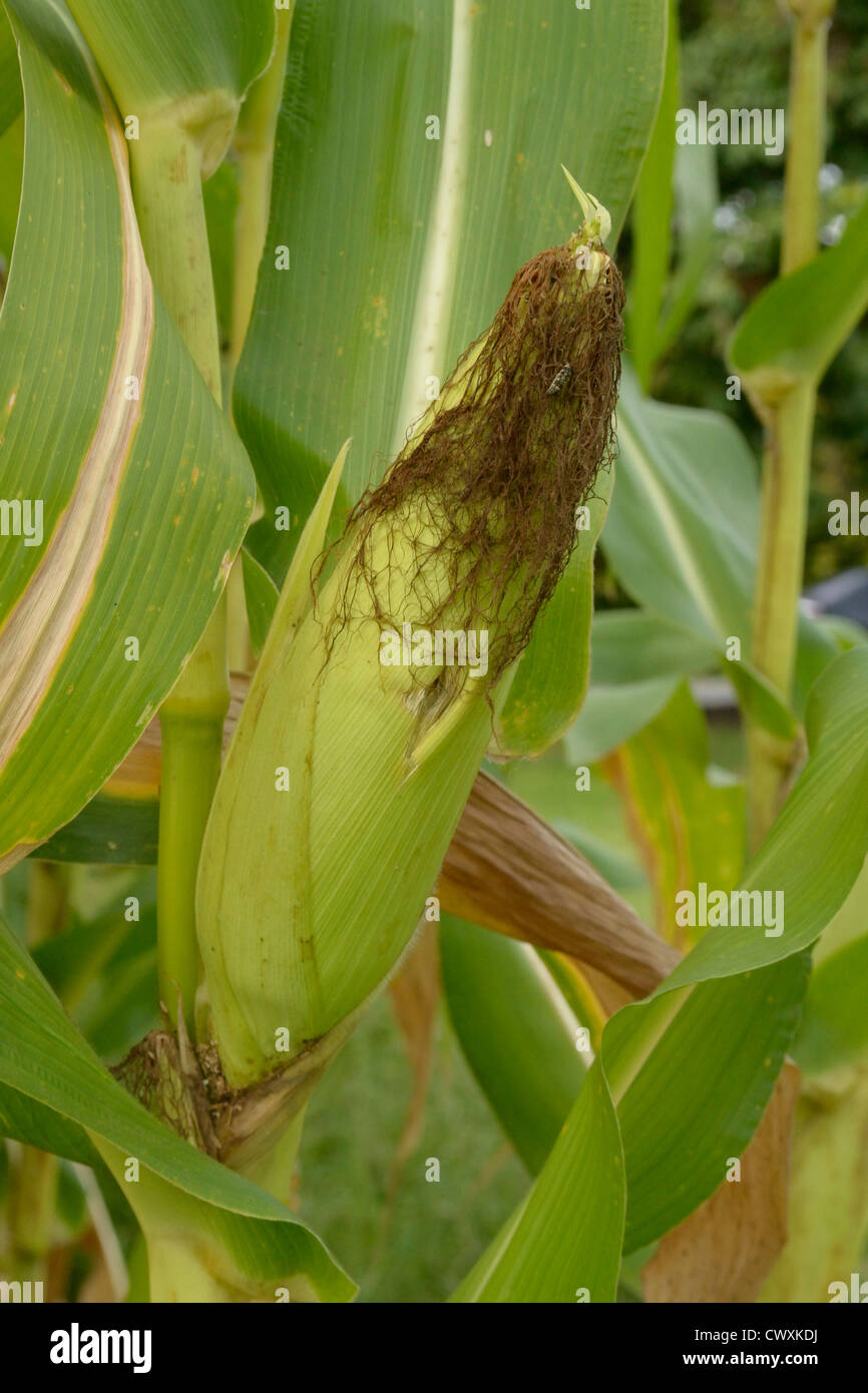 green corn in thailand Stock Photo - Alamy