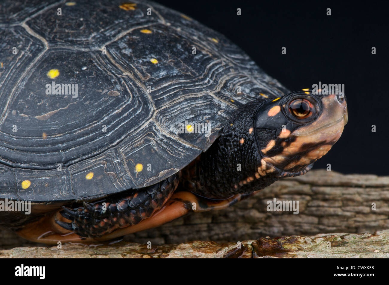 Spotted turtle / Clemmys guttata Stock Photo - Alamy