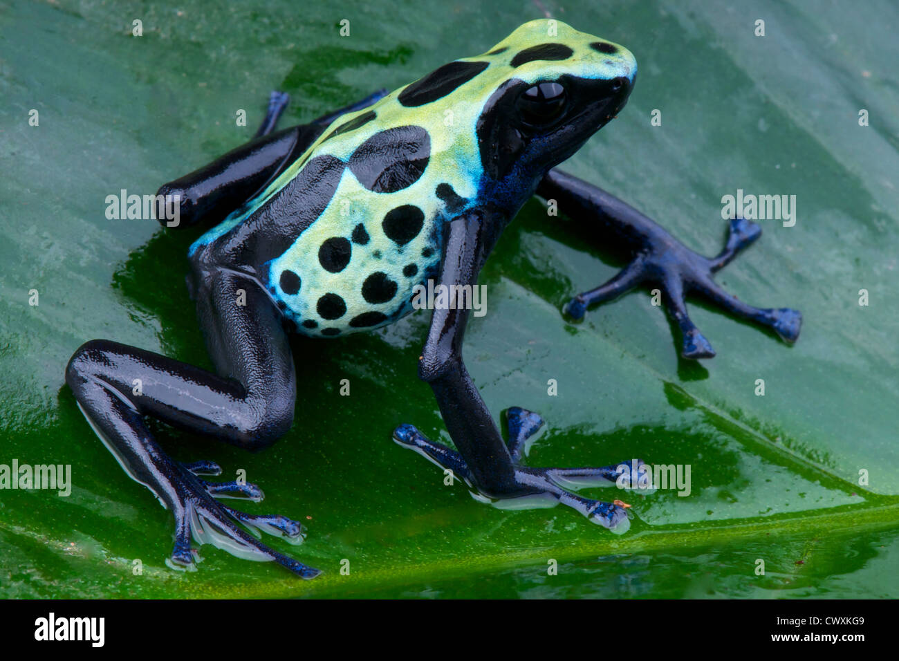 Poison Dart Dendrobates Frog Tinctorius Suriname High Resolution Stock ...