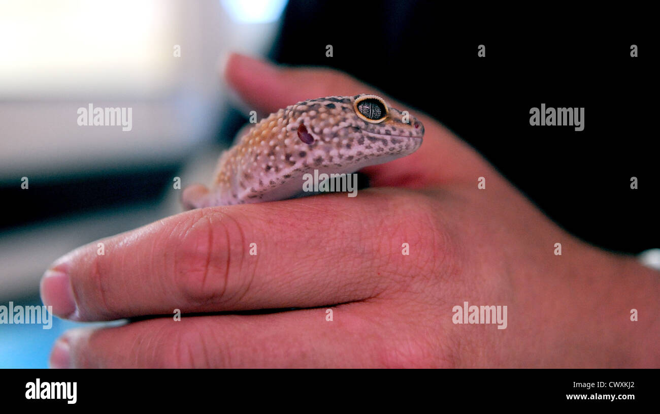 Gecko in hand hi-res stock photography and images - Alamy