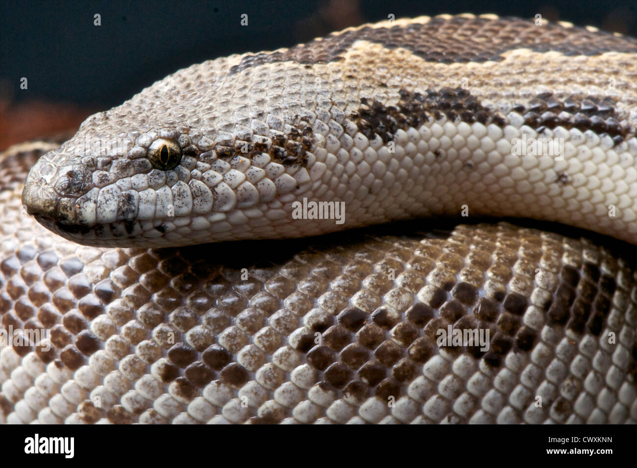 Boa constrictor hi-res stock photography and images - Alamy
