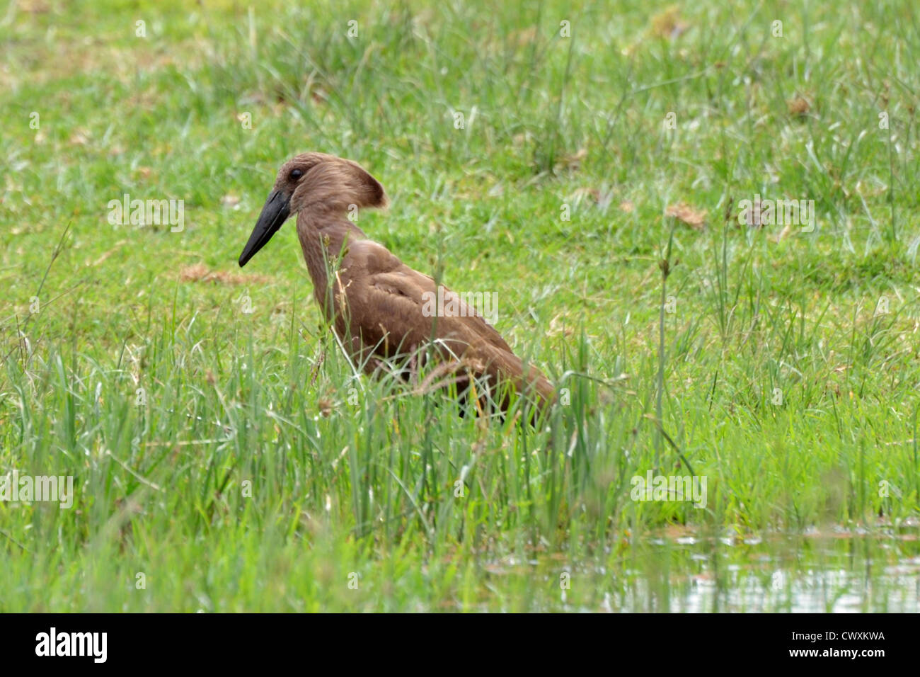 Umbrette hi-res stock photography and images - Alamy