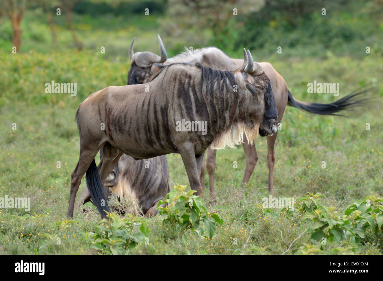 Eastern white bearded wildebeest hi-res stock photography and images ...