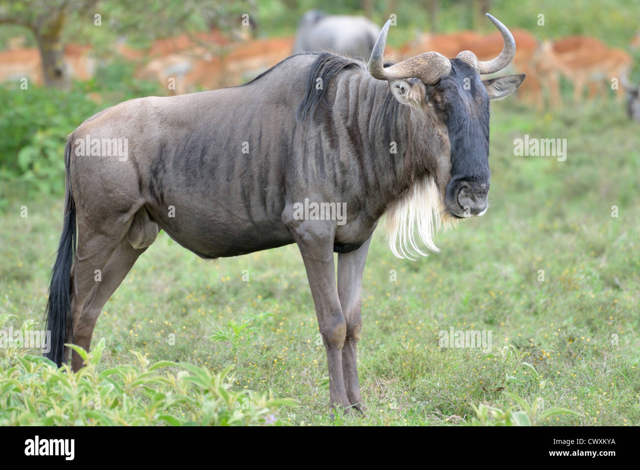 Eastern white bearded wildebeest hi-res stock photography and images ...