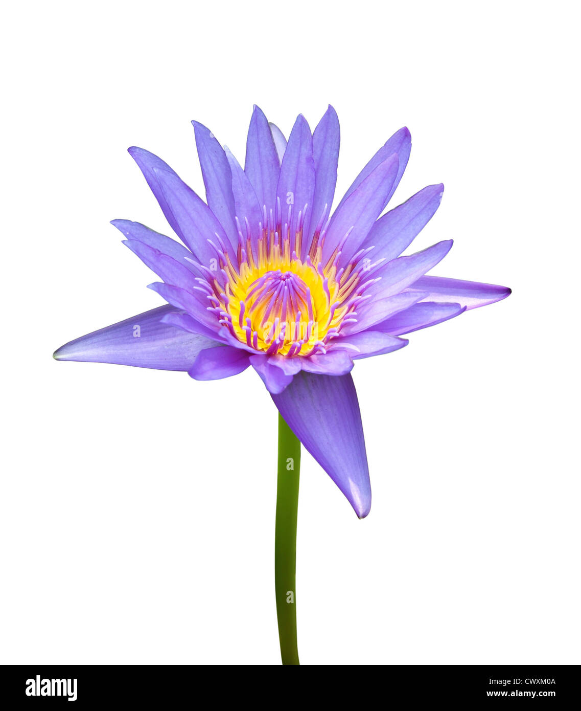 The blooming blue lotus on white background Stock Photo - Alamy