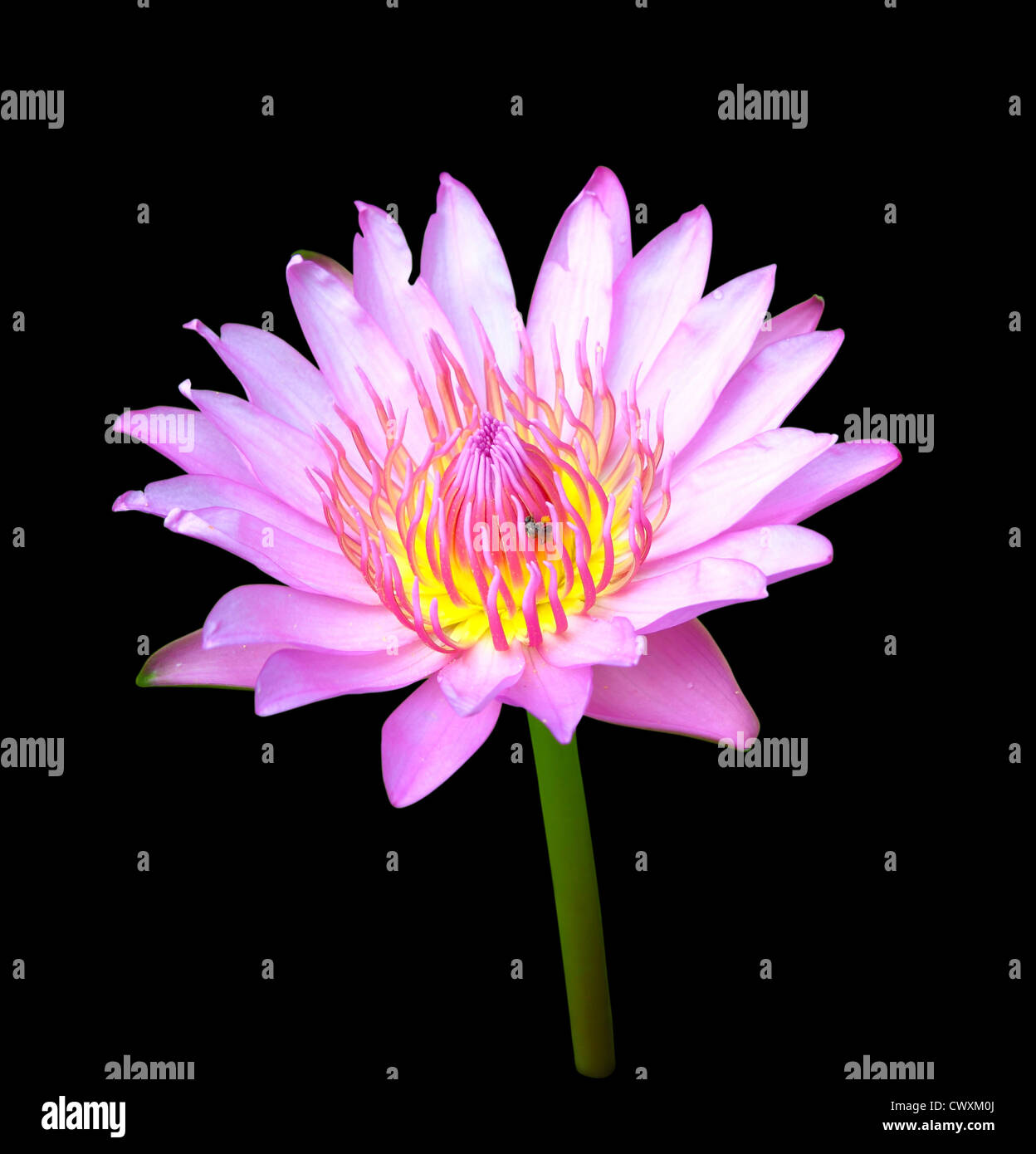 blooming pink lotus with insect on black background Stock Photo - Alamy