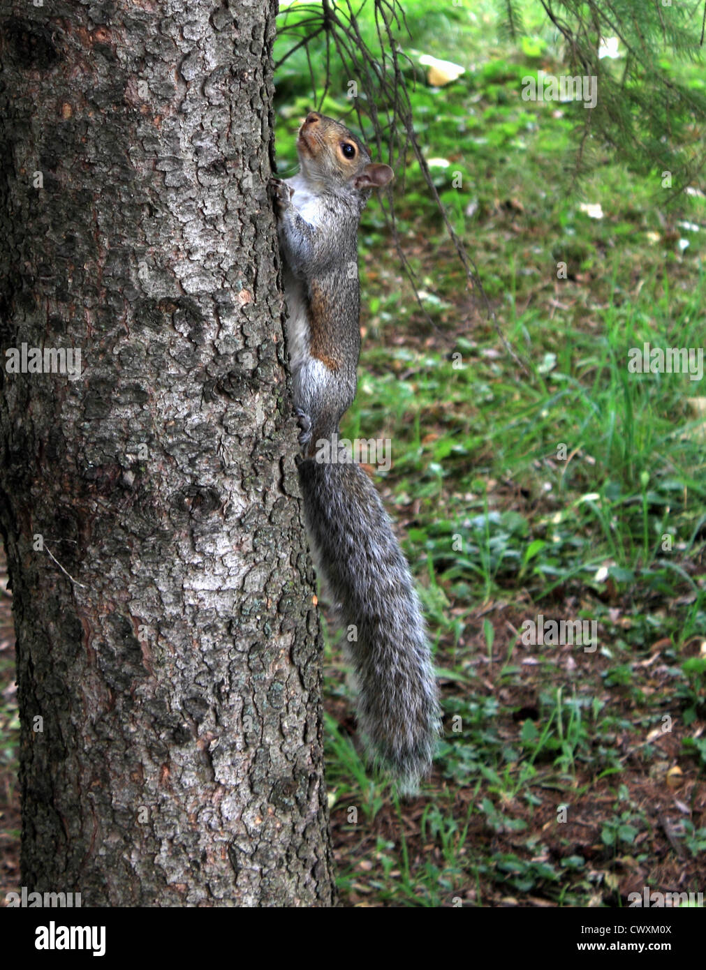 Eastern, Gray, Squirrel, Sciurus, carolinensis Stock Photo - Alamy