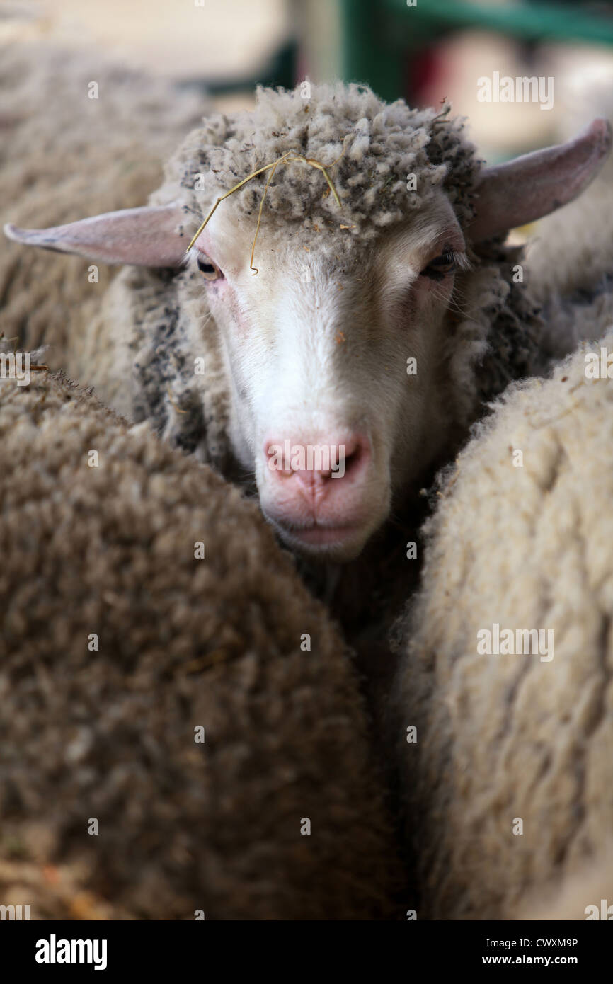Farm animal crowd animals hi-res stock photography and images - Alamy