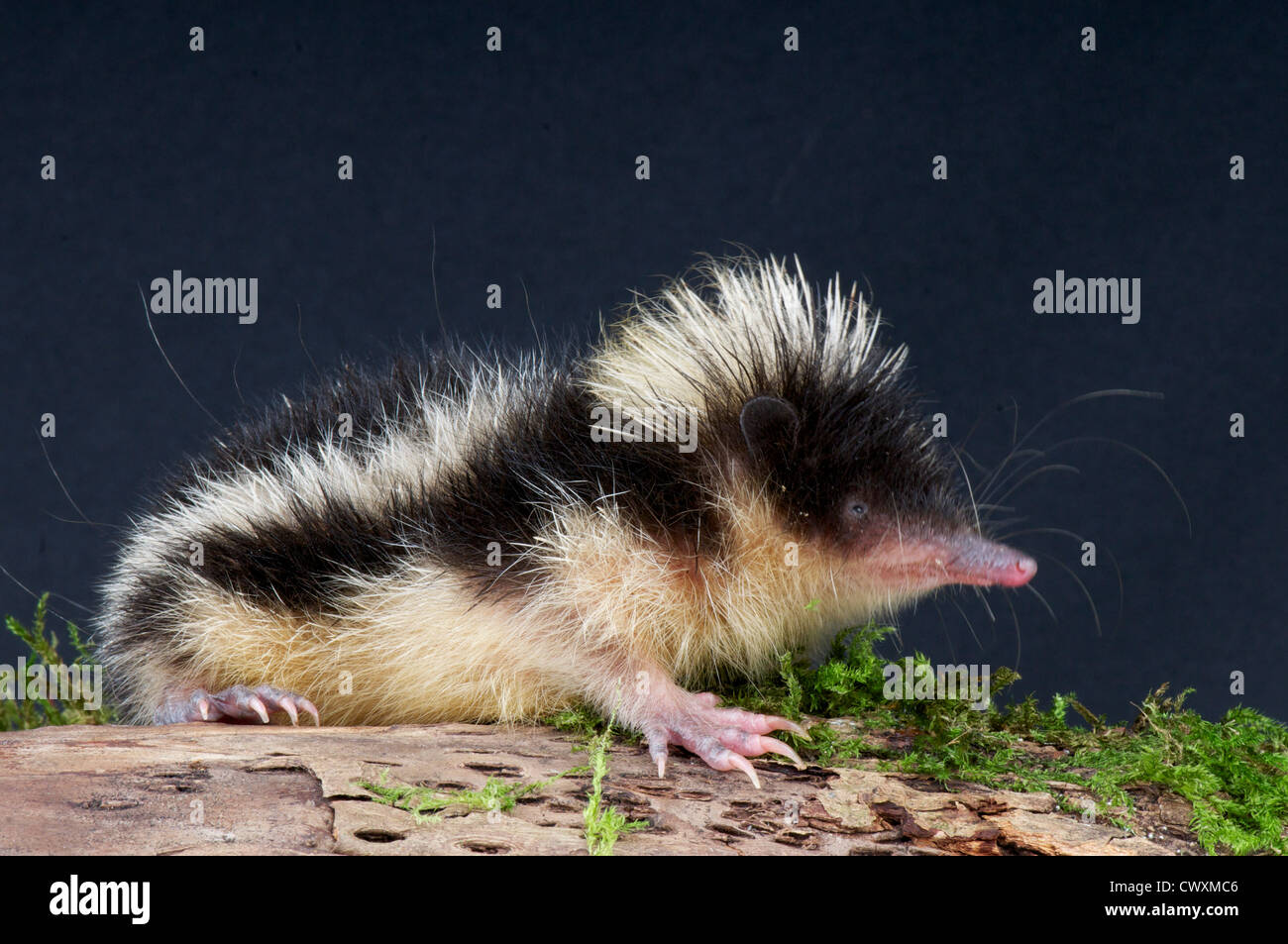 Streaked tenrec / Hemicentetes semispinosus Stock Photo - Alamy