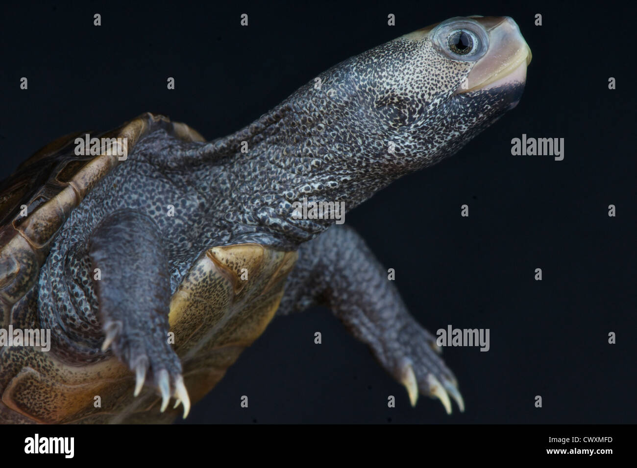Diamondback terrapin / Malaclemys terrapin Stock Photo - Alamy