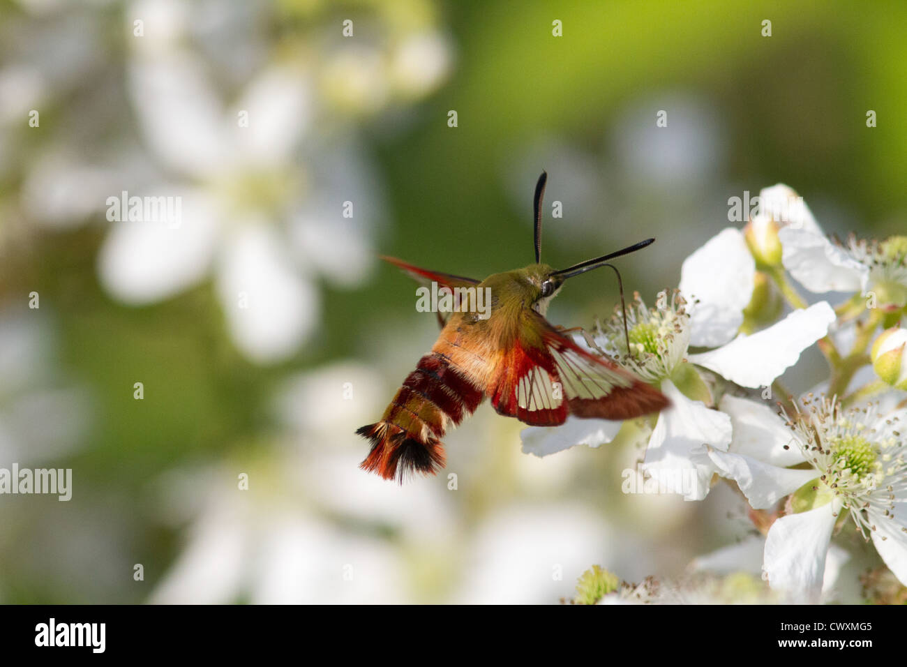 Common clearwing hummingbird moth hi-res stock photography and images ...