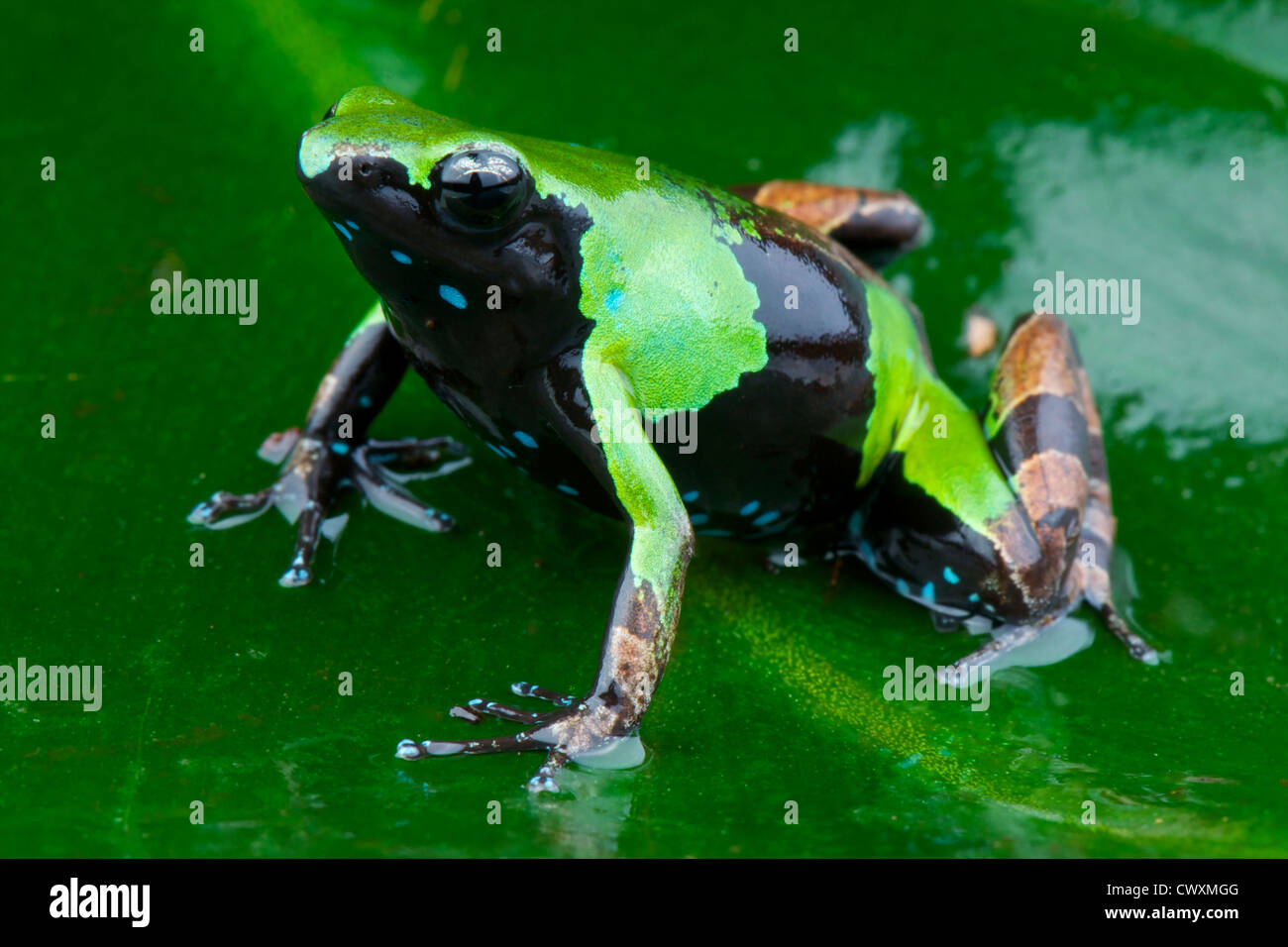Mantella frog / Mantella nigricans Stock Photo - Alamy