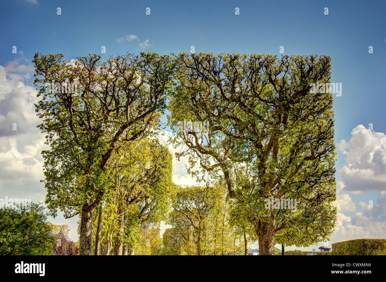 Wind tree paris hi-res stock photography and images - Alamy