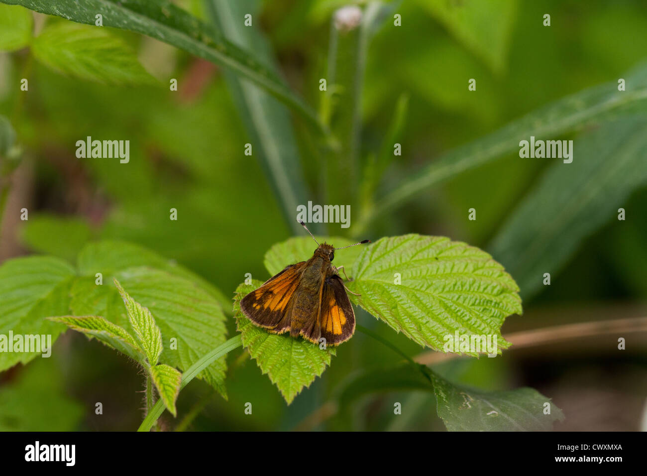 Indian skipper - female Stock Photo - Alamy