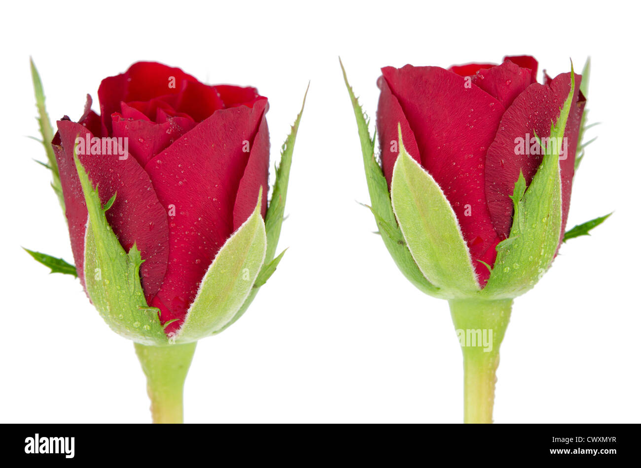 Red rose flowers isolated on a white background Stock Photo - Alamy