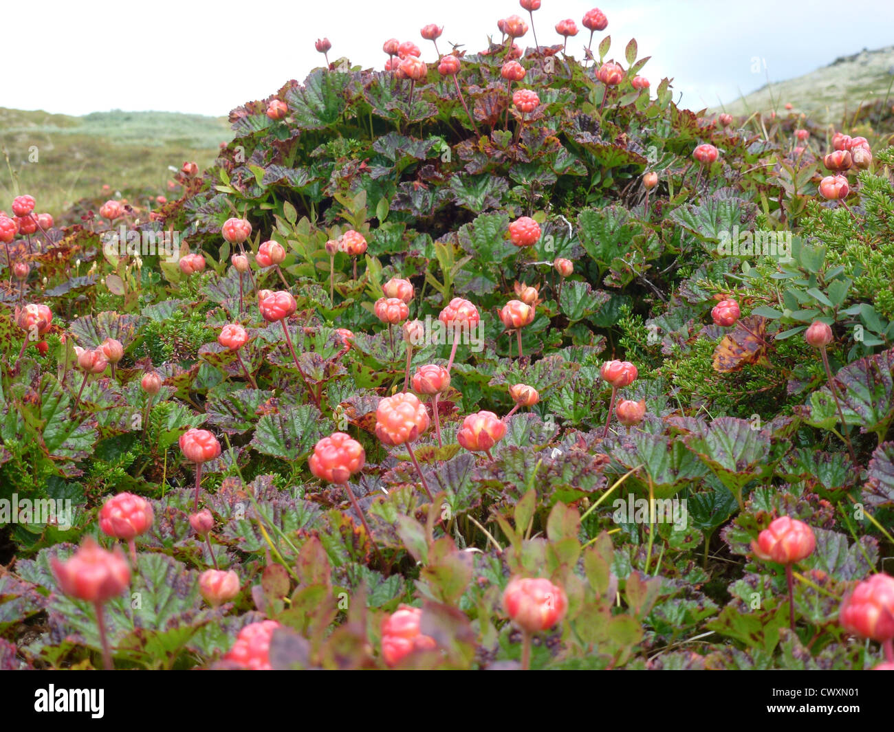 Cloudberries hi-res stock photography and images - Alamy