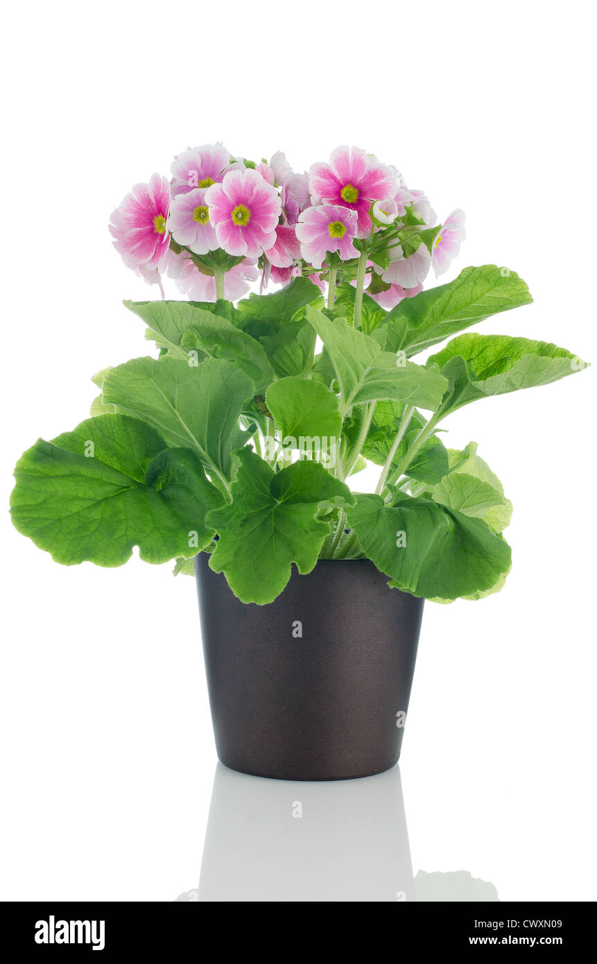 Beautiful pink primrose in a dark flowerpot on white background Stock ...