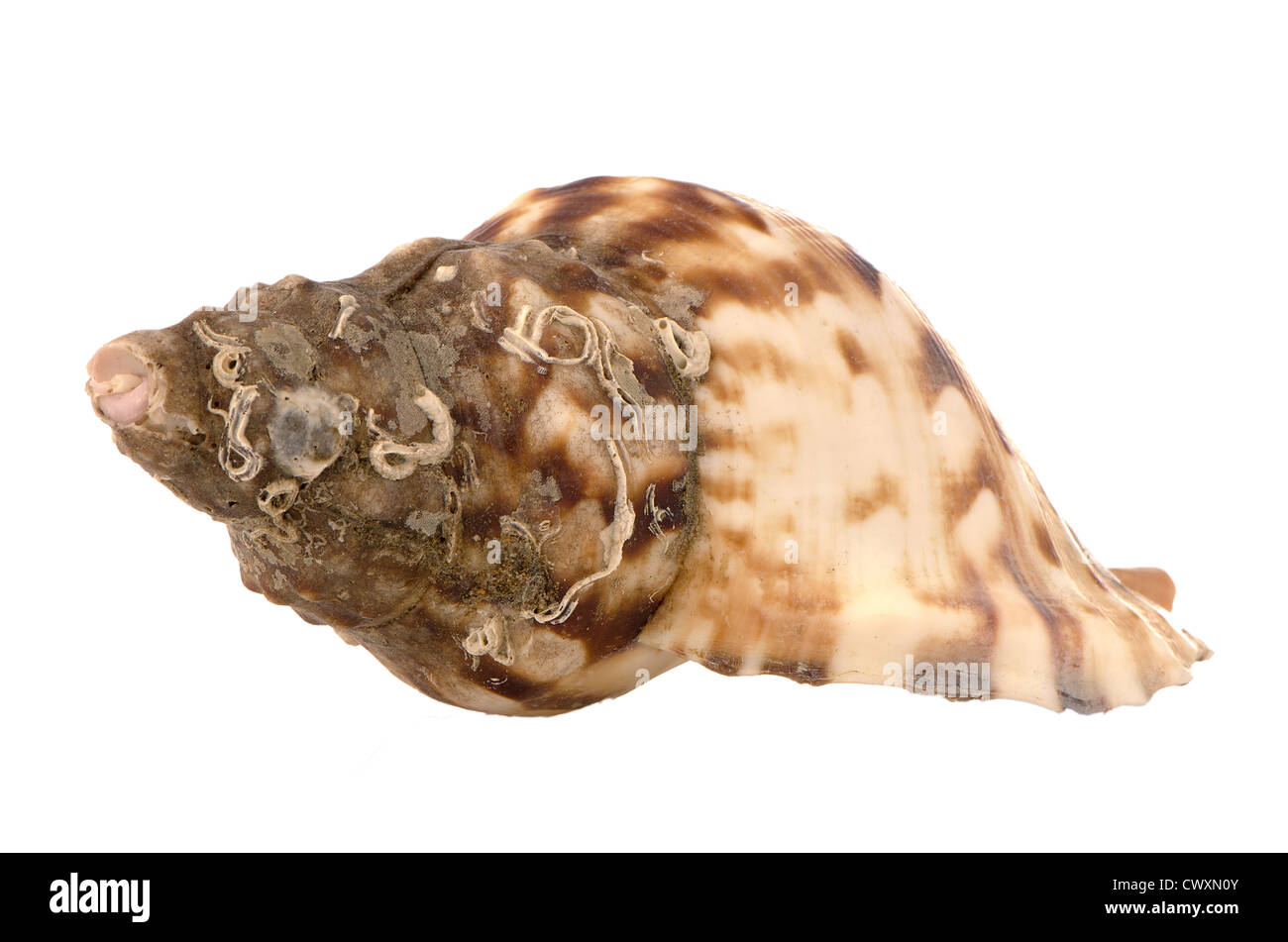 Sea shell isolated on white background Stock Photo - Alamy