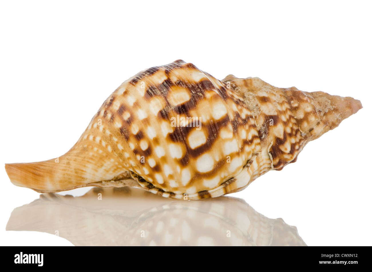 Sea shell on white reflective background Stock Photo - Alamy