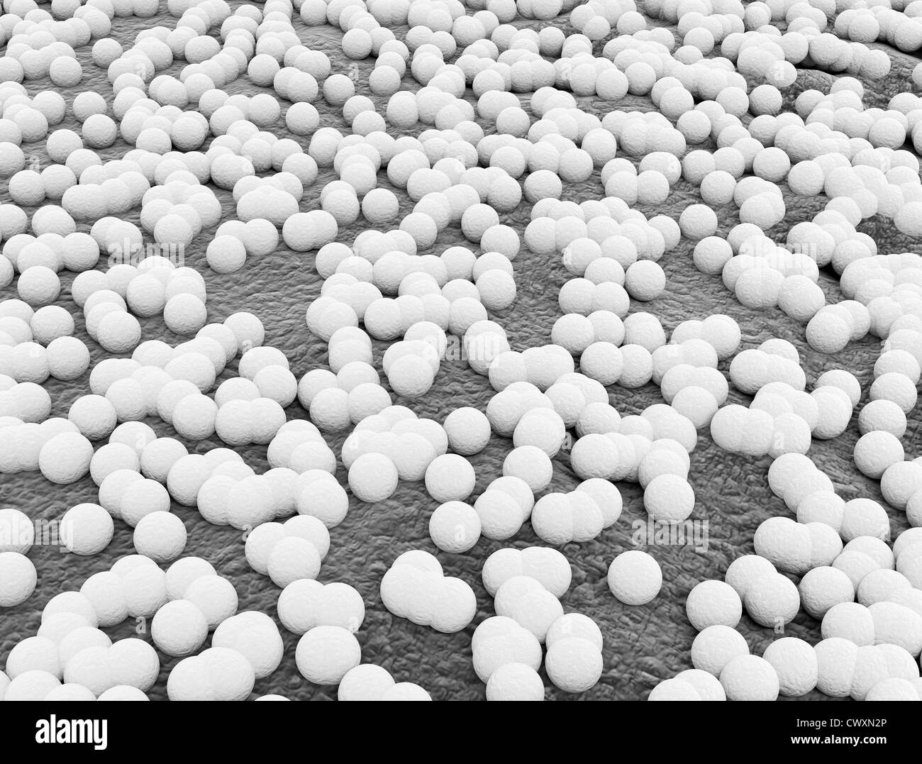 Bacteria cells Black and White Stock Photos & Images - Alamy