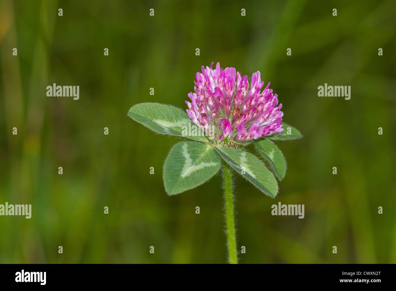 Nectar rich clover hi-res stock photography and images - Alamy